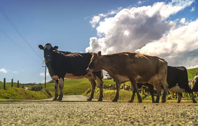 Cattle Shading Guide – Everything You Need to Know About Livestock Shade